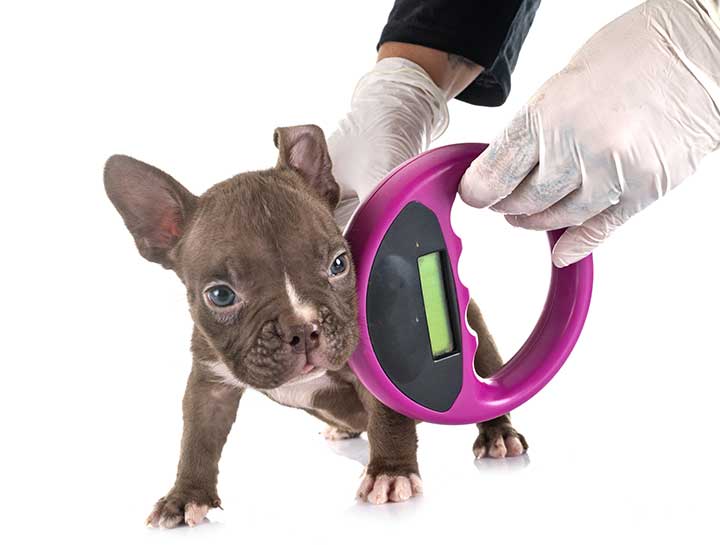 Cat Dog Microchipping Pet Tracker Chip Janesville cat-dog-microchipping-pet-tracker-chip-janesville